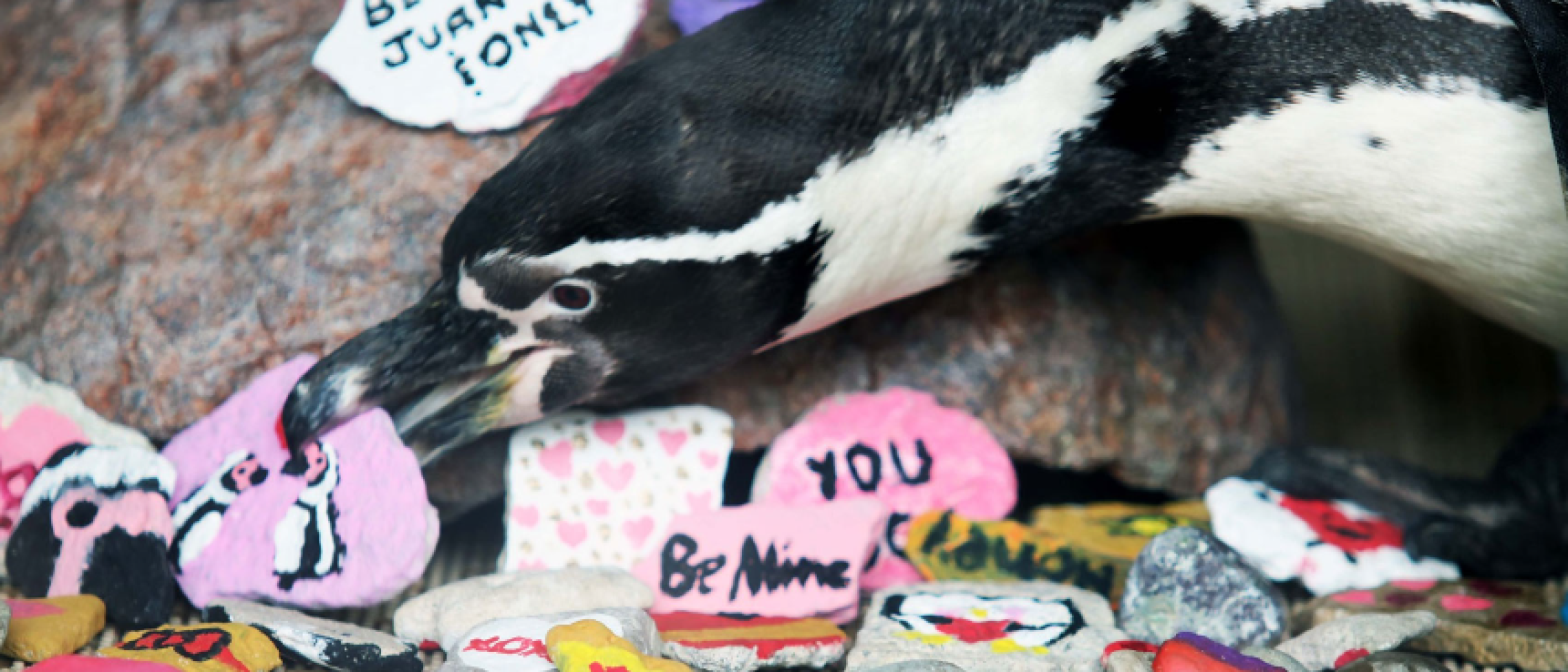 Love Transcends Species