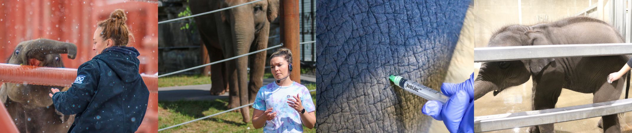 Conferencing and Collaborating: Creating an Elephant Knowledge Archive Conferencing and Collaborating: Creating an Elephant Knowledge Archive